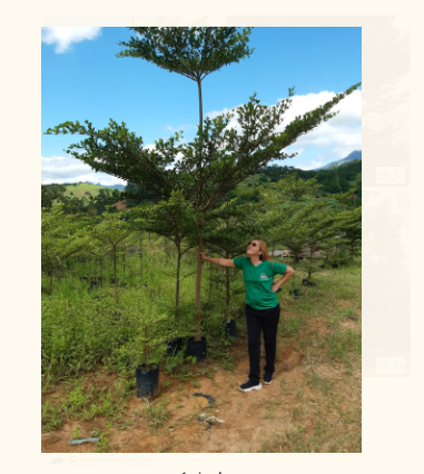 Sete copas africana - Floresta Exclusiva - Plantas Adultas Grandes ...