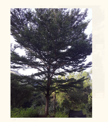 Sete copas africana - Floresta Exclusiva - Plantas Adultas Grandes ...