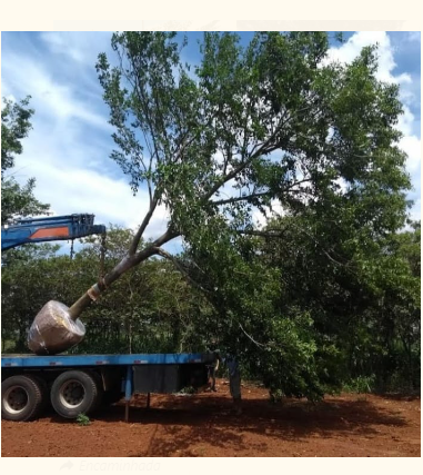 Sete copas africana - Floresta Exclusiva - Plantas Adultas Grandes ...