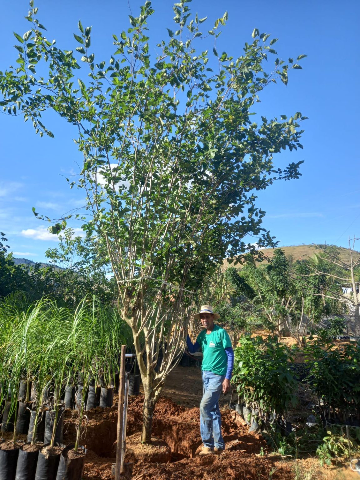 Coco da Bahia - Floresta Exclusiva - Plantas Adultas Grandes ...