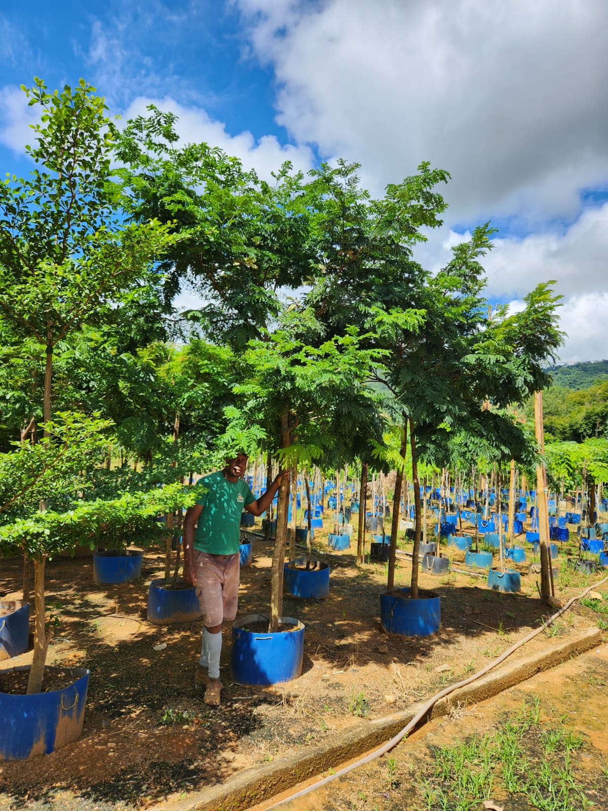 Sete copas africana - Floresta Exclusiva - Plantas Adultas Grandes ...