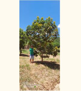 Coco da Bahia - Floresta Exclusiva - Plantas Adultas Grandes ...