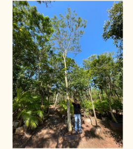 Pau ferro - Floresta Exclusiva - Plantas Adultas Grandes, Frutíferas e ...